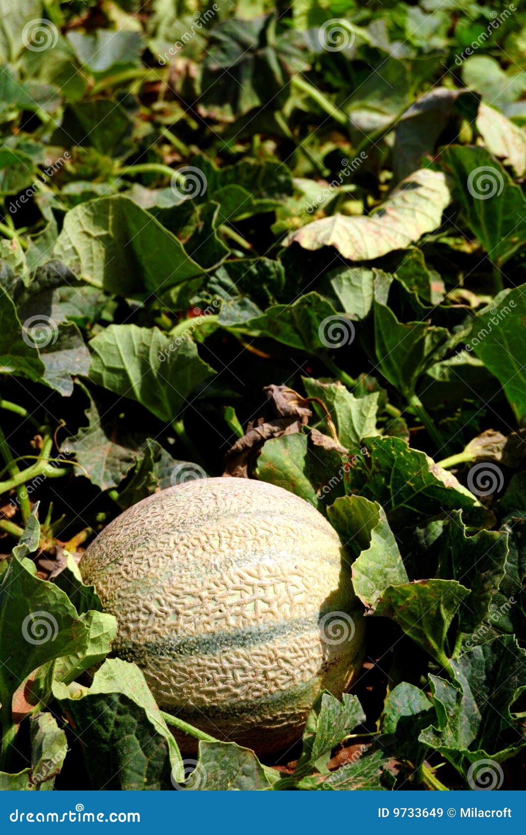 Melon in a farm field stock image. Image of leaves, cultivated - 9733649