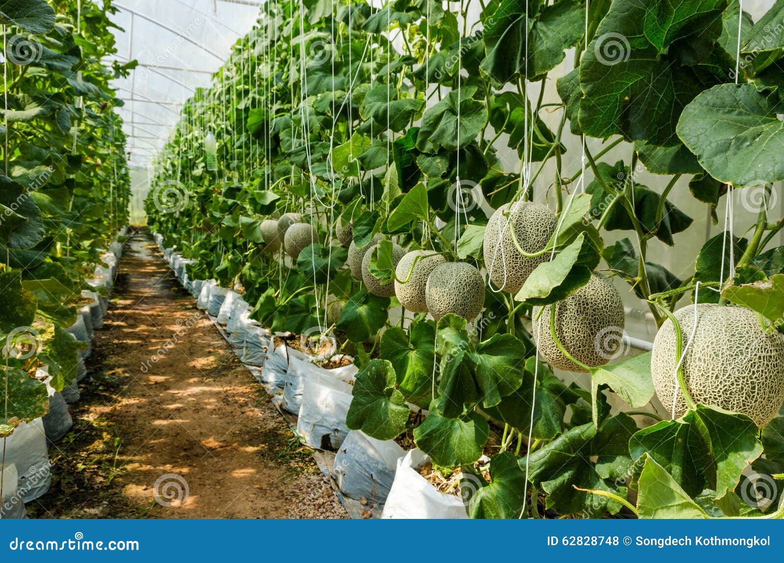 Melon farm stock photo. Image of healthy, fresh, tropical - 62828748