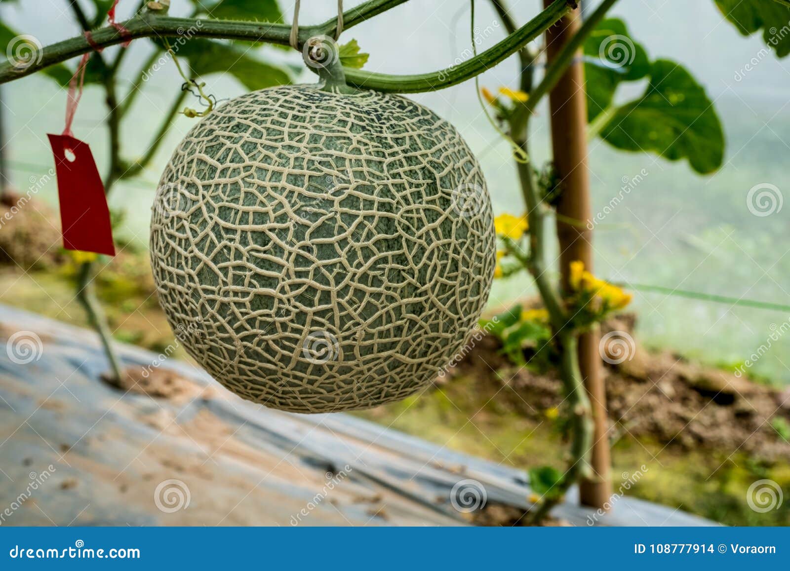 Melon Farm stock photo. Image of nutrition, ripe, produce - 108777914