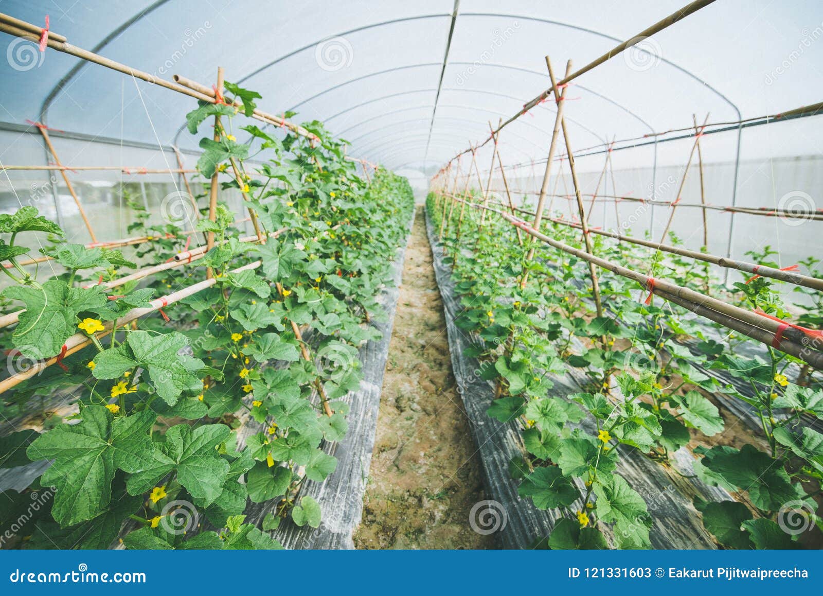 Melon farm on the hill stock image. Image of leaf, fruit - 121331603