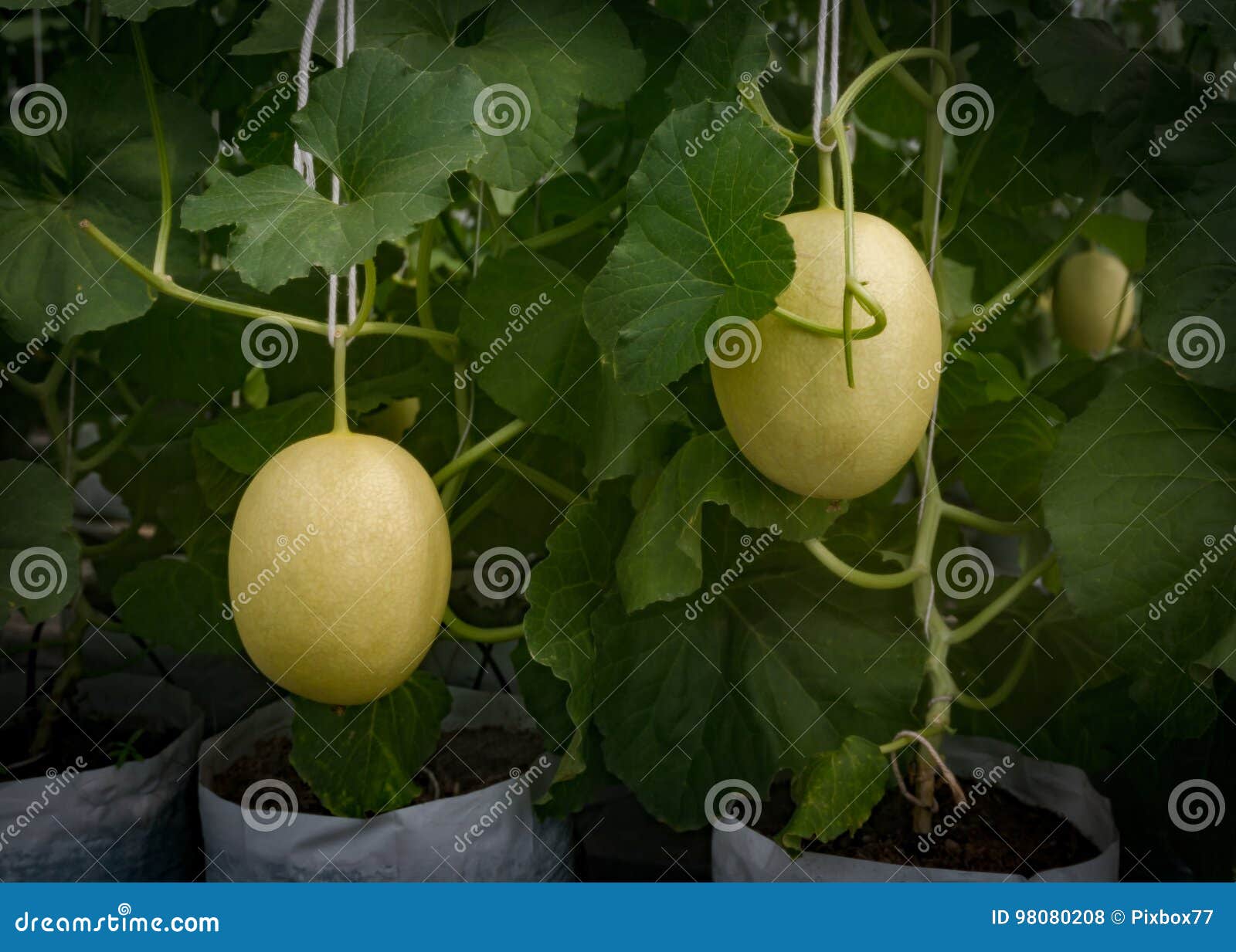 Melon Farm, Melon Fruit in Greenhouse Stock Photo - Image of natural ...