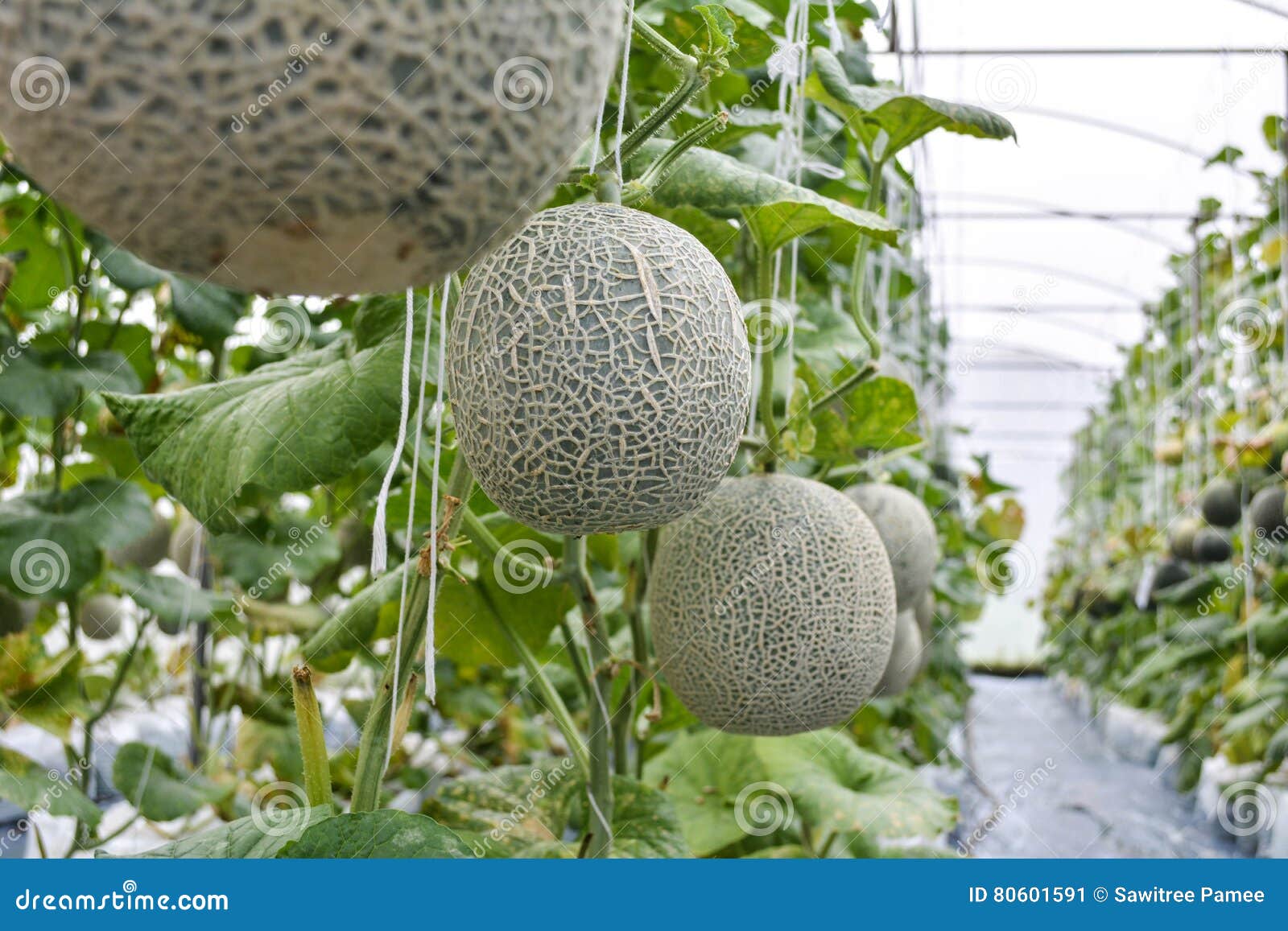 Melon in farm organic stock image. Image of organic, shape - 80601591