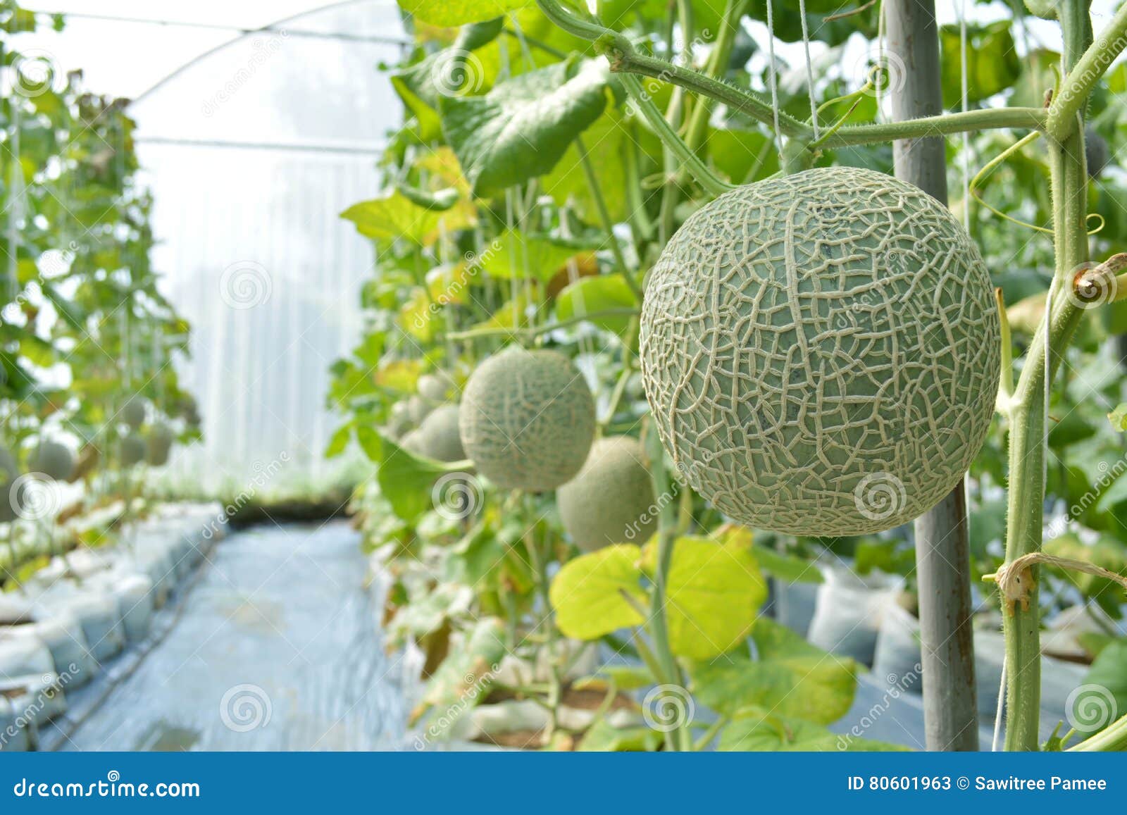 Melon in farm organic stock image. Image of fruit, harvest - 80601963