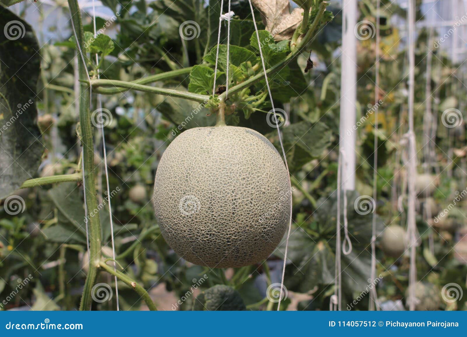 Melon in a Farm at Thailand. Stock Photo - Image of delicious, nature ...