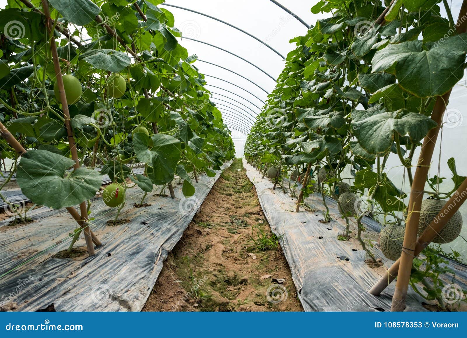 Melon Farm stock image. Image of organic, harvested - 108578353