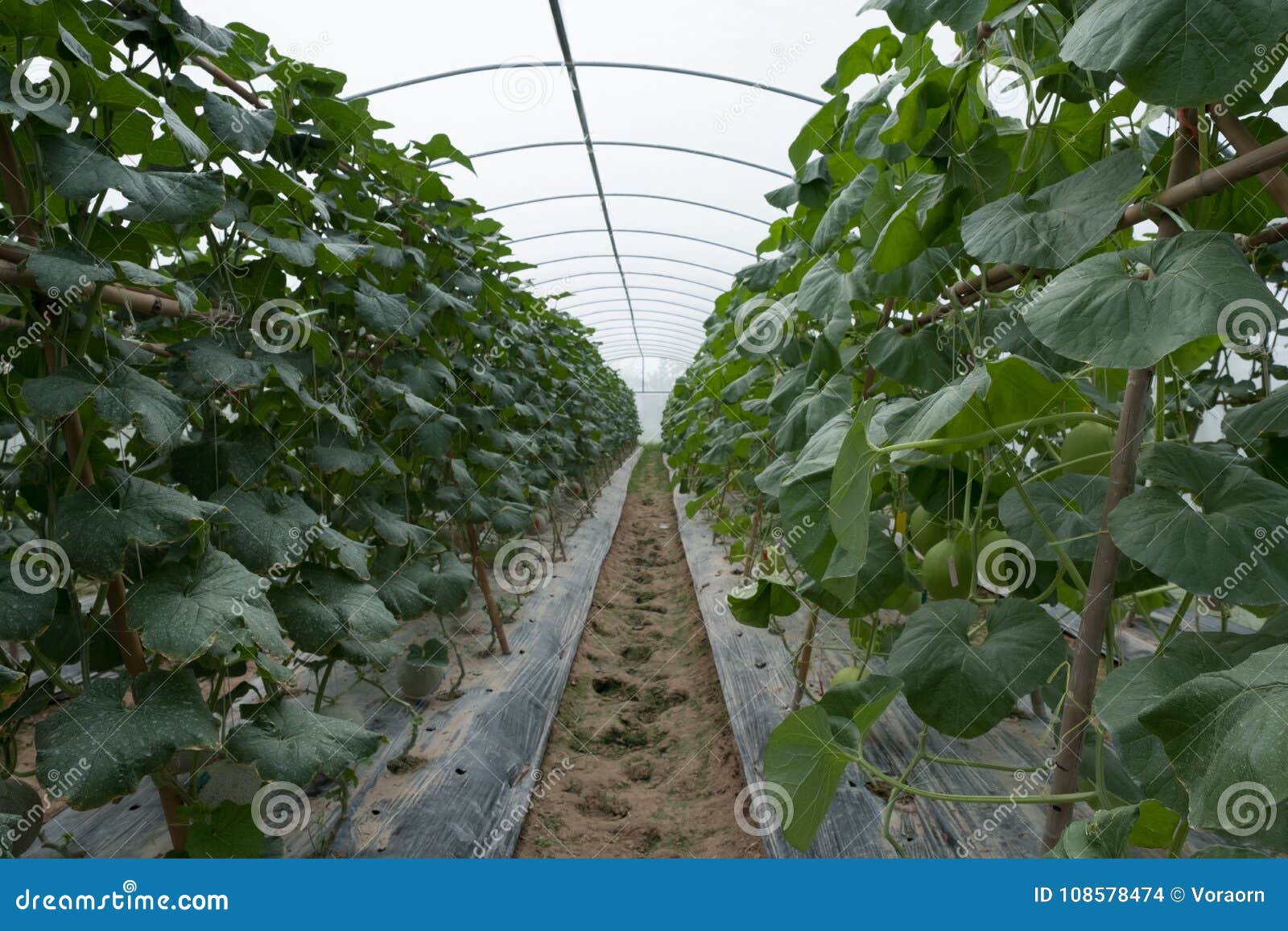 Melon Farm stock photo. Image of organic, natural, fruit - 108578474
