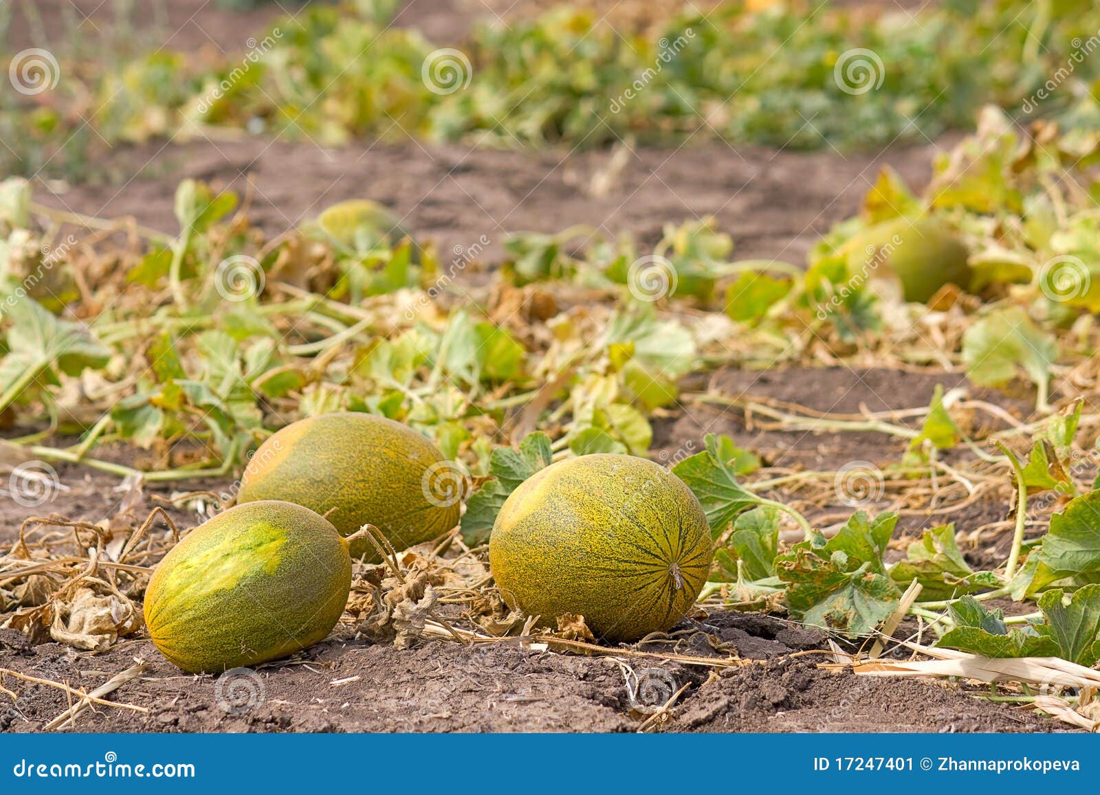 Melon field stock image. Image of plantation, nature - 17247401