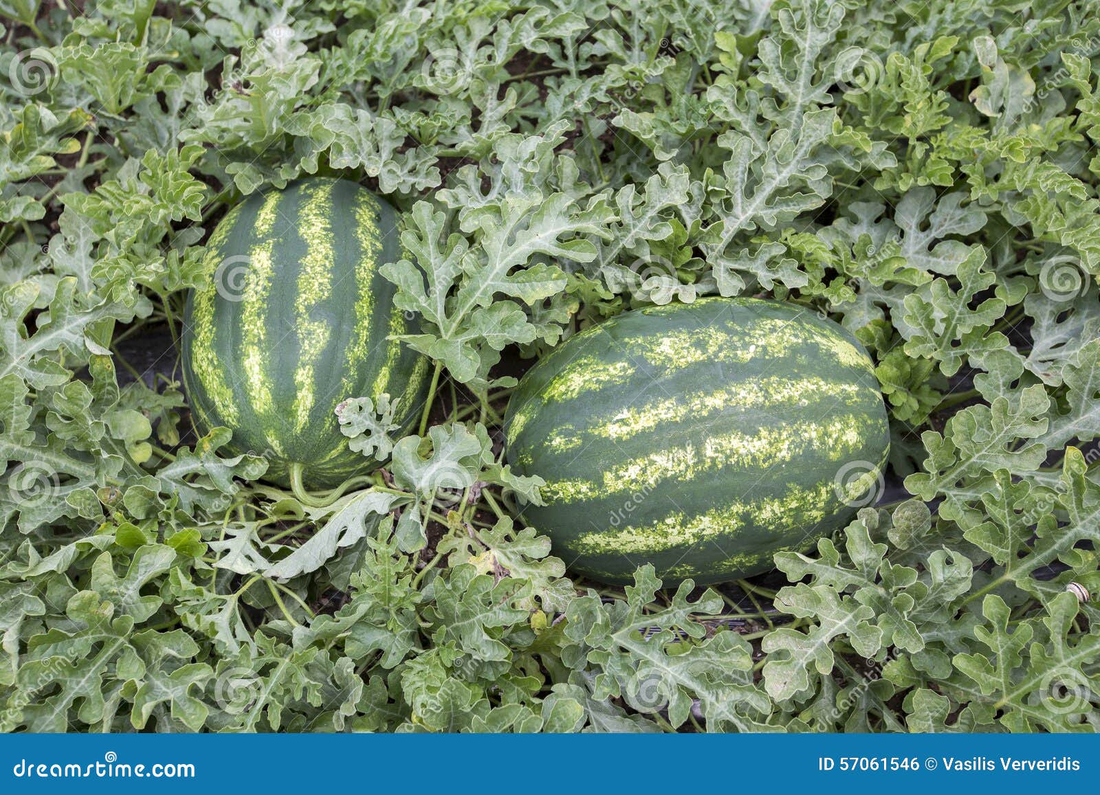Melon Field with Heaps of Ripe Watermelons in Summer Stock Photo ...