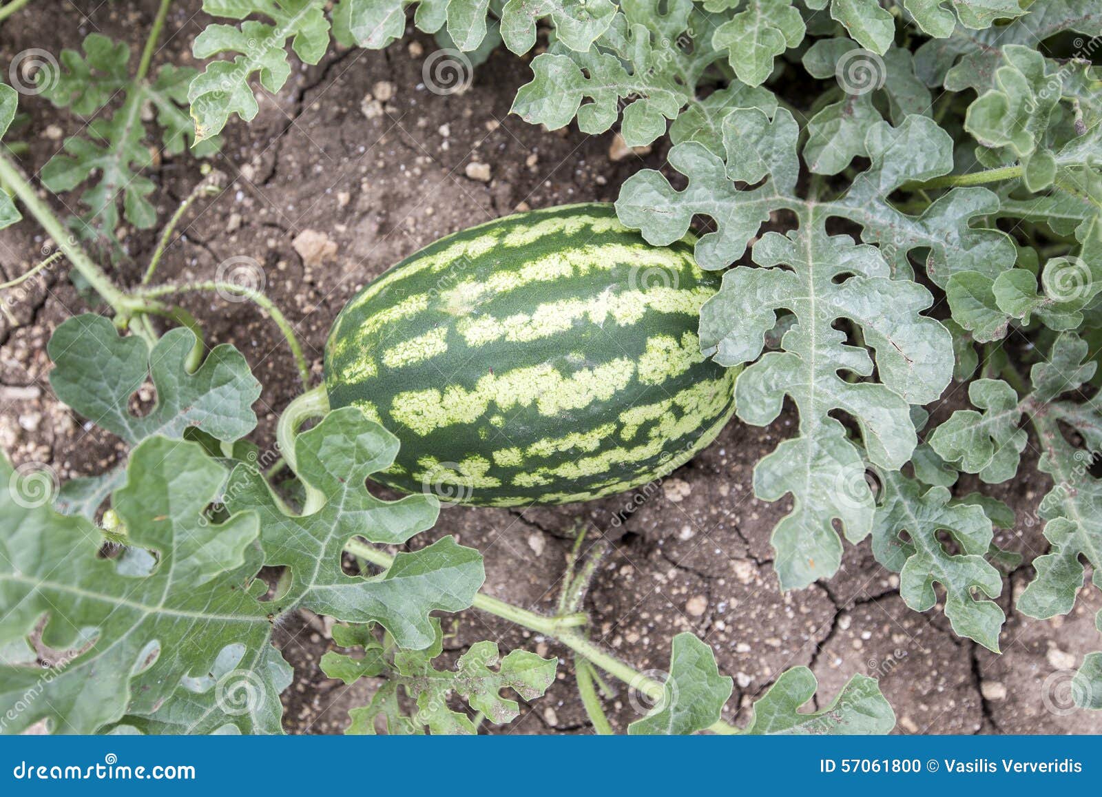 Melon Field with Heaps of Ripe Watermelons in Summer Stock Photo ...