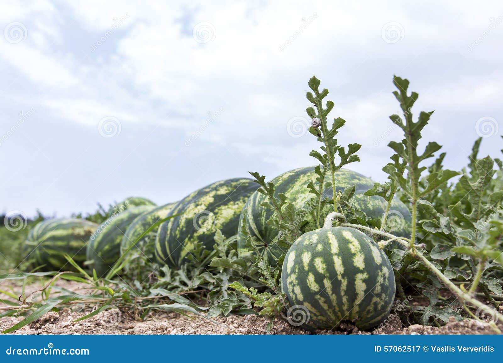 Melon Field with Heaps of Ripe Watermelons in Summer Stock Image ...