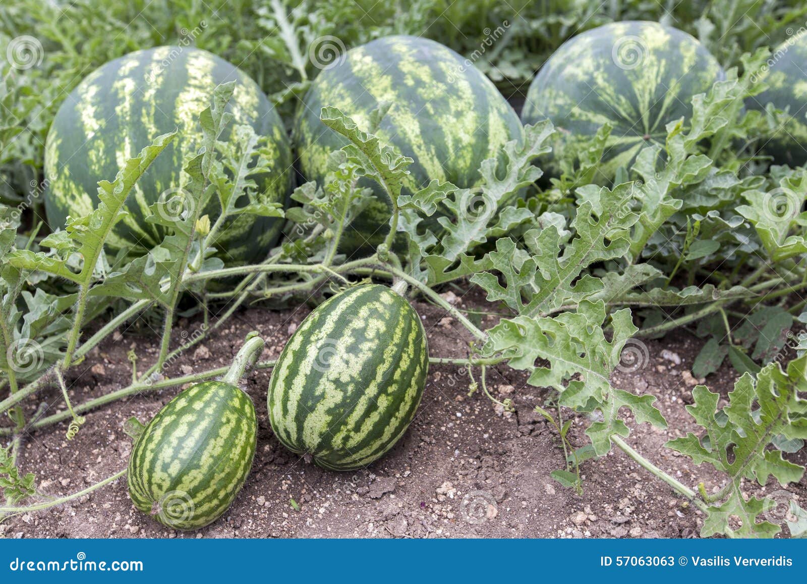 Melon Field with Heaps of Ripe Watermelons in Summer Stock Image ...