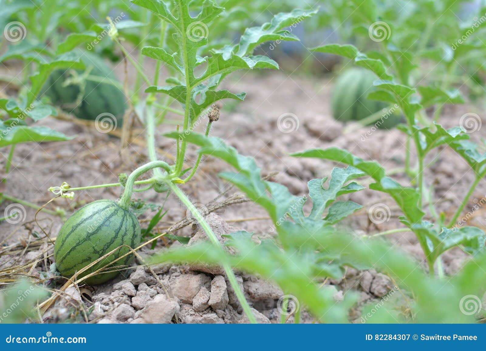 Melon Field with Heaps of Ripe Watermelons Stock Image - Image of heaps ...