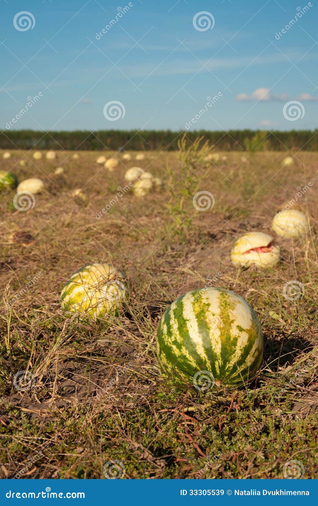 Melon field stock image. Image of fruit, diet, leaves - 33305539