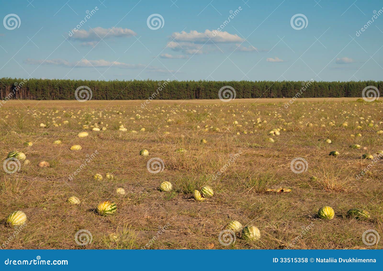 Melon field stock photo. Image of food, berries, outdoor - 33515358