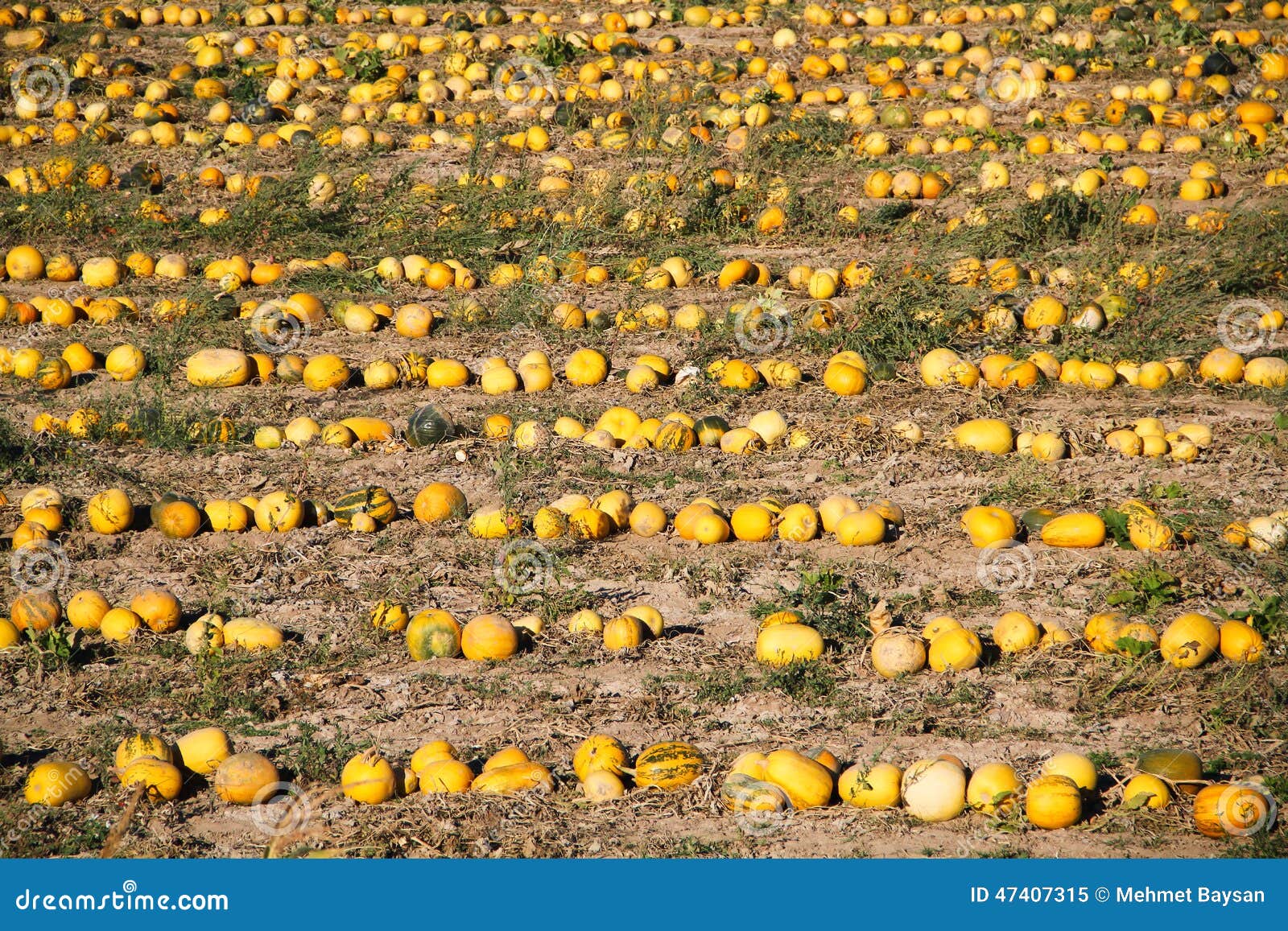 Melon field stock image. Image of season, plant, sunlight - 47407315