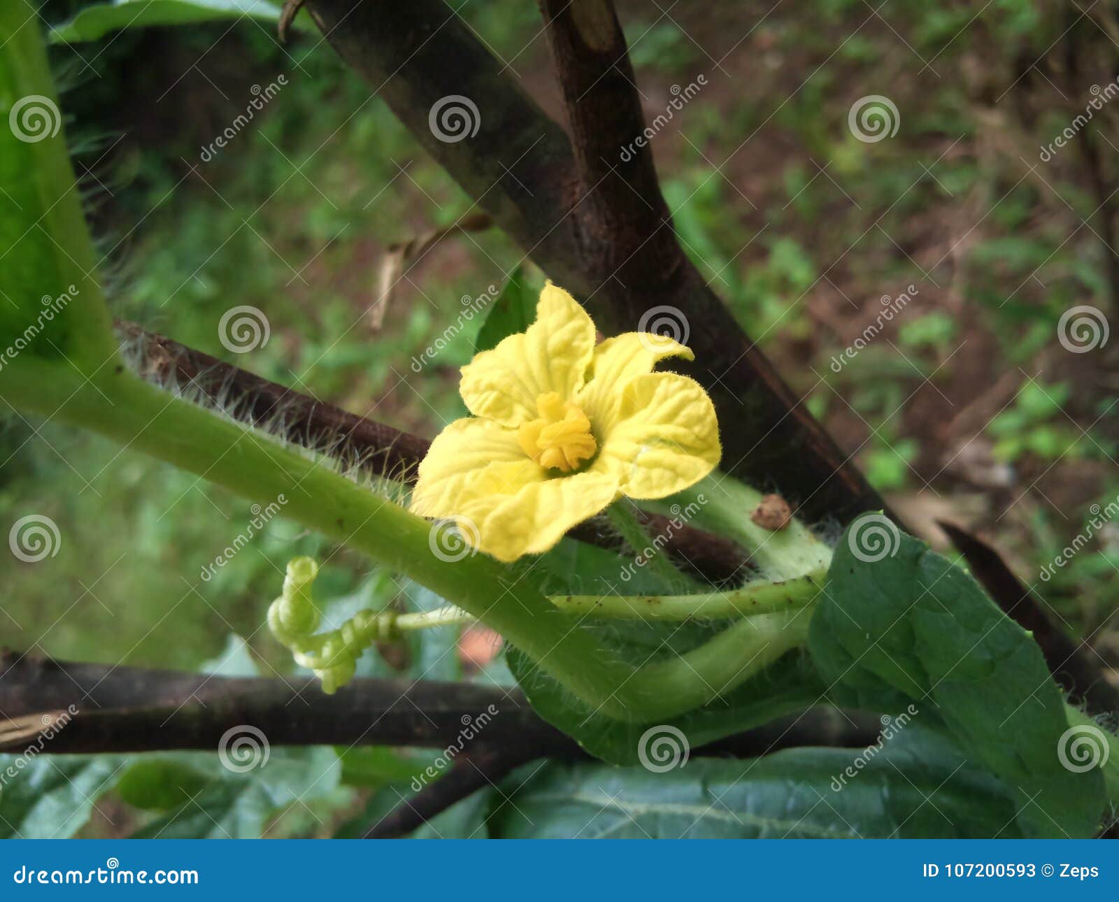 A melon flower stock image. Image of nature, melon, indonesia - 107200593