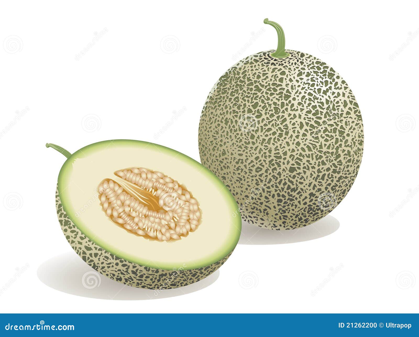 Melon Cartoon Vector | CartoonDealer.com #6058039