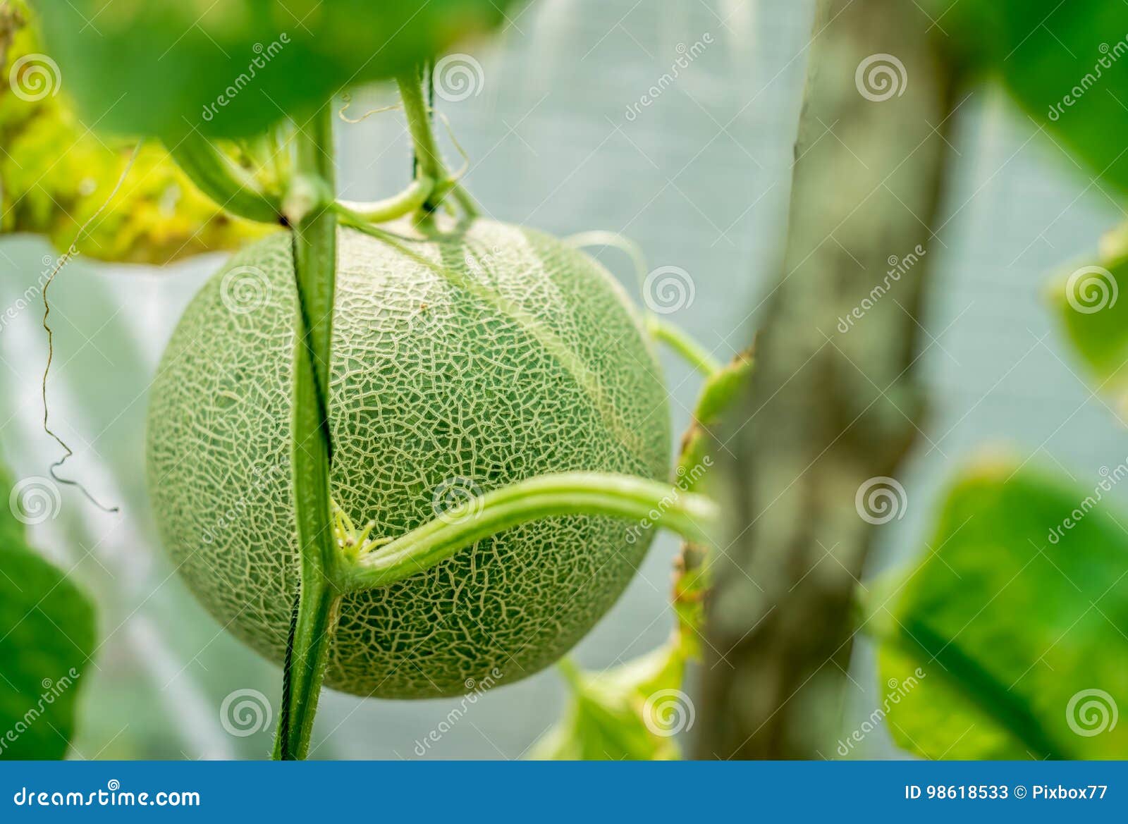 Melon Fruit Hanging with Rope Stock Image - Image of green, branch ...