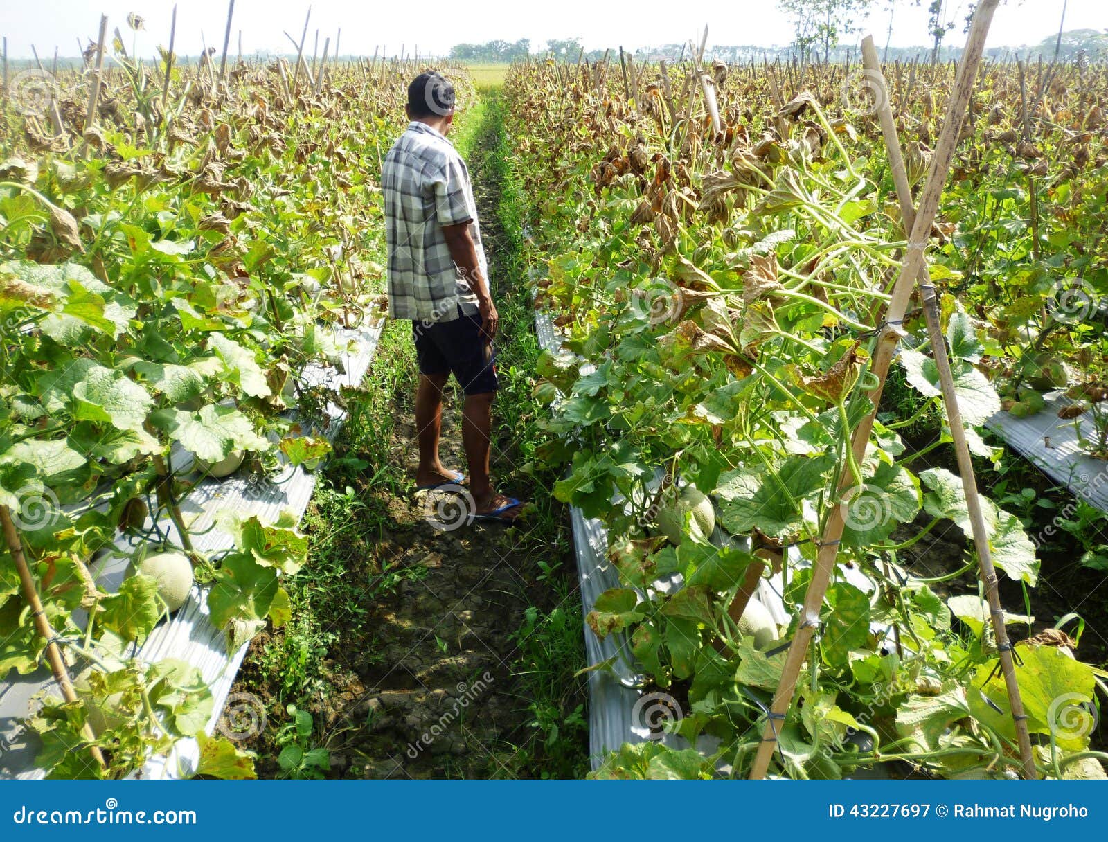 Melon fruit plantation editorial photography. Image of produce - 43227697