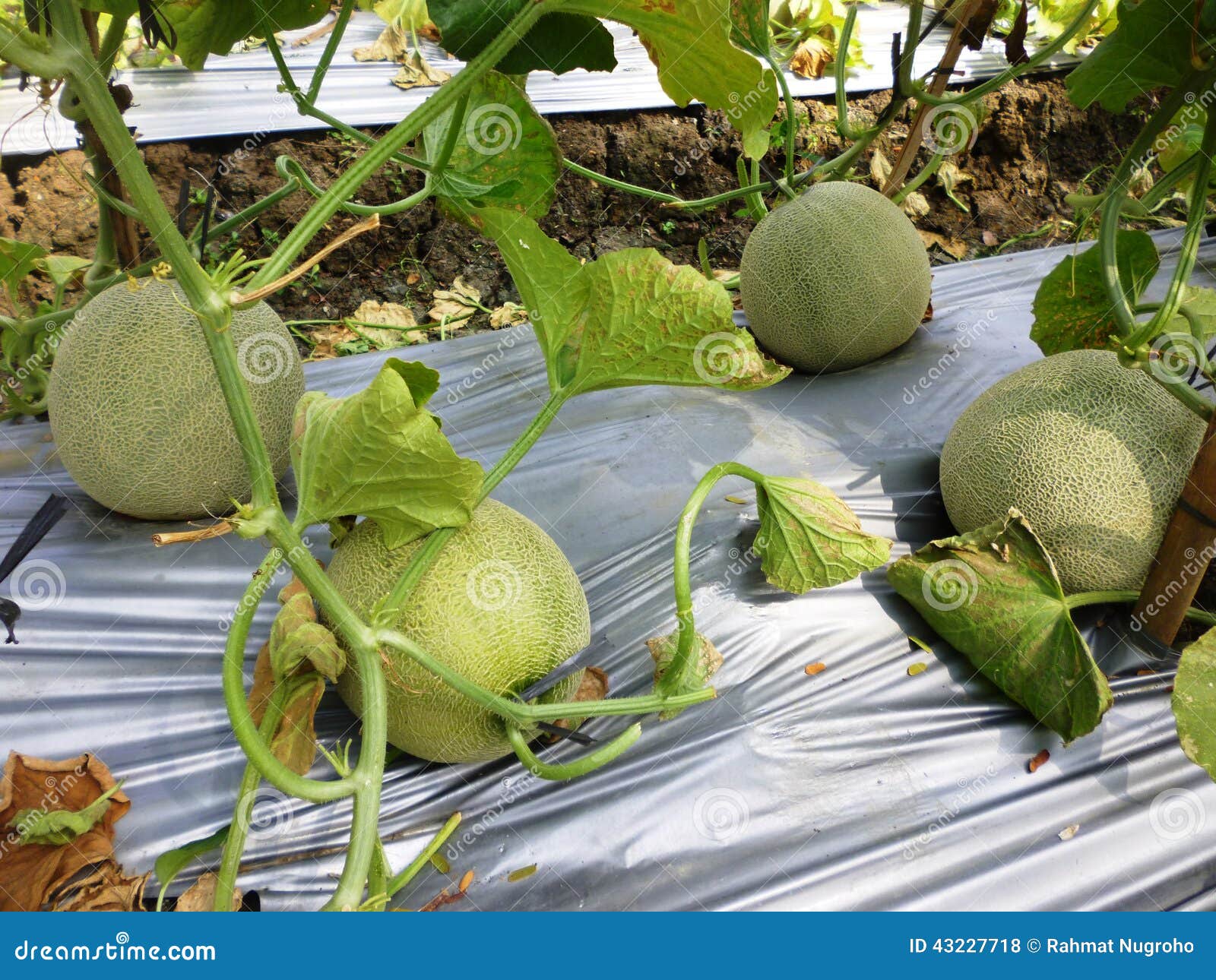 Melon fruit plantation stock photo. Image of harvest - 43227718