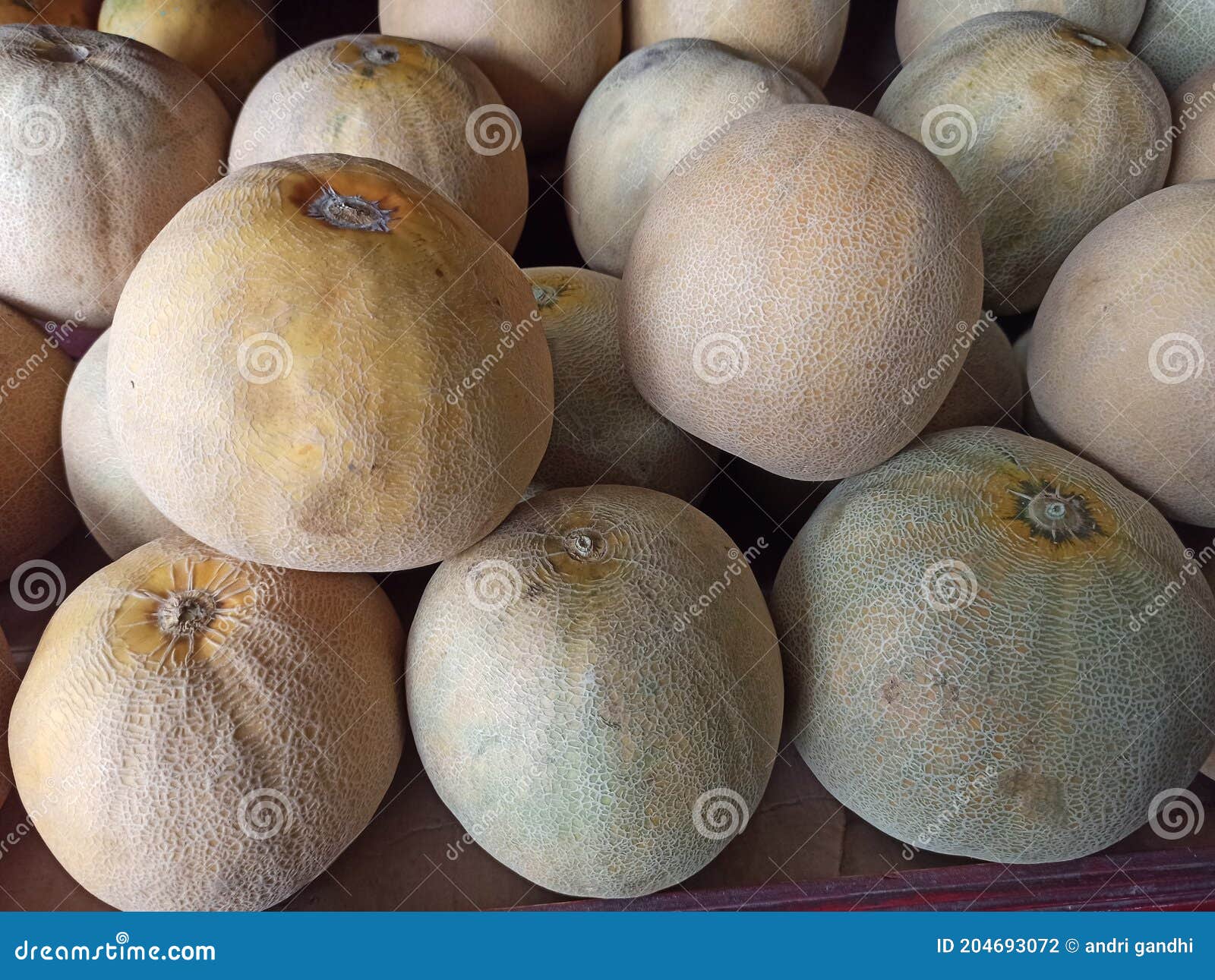 A Melon Fruits from Indonesia Stock Photo - Image of vegetable, branch ...