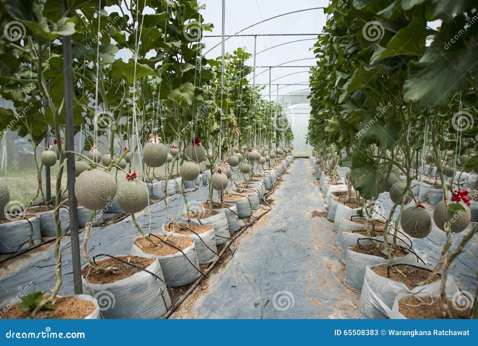 Melon garden stock image. Image of color, growing, large - 65508383