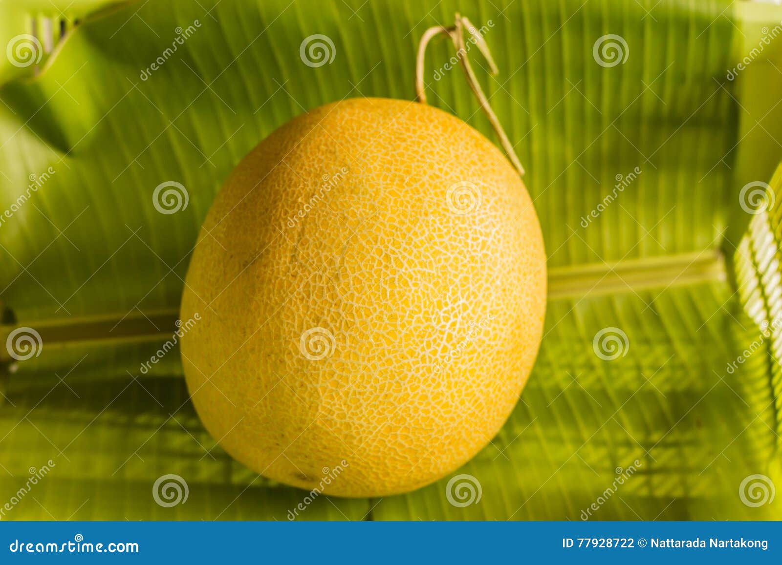 Melon gold stock photo. Image of honeydew, melon, vitamin - 77928722