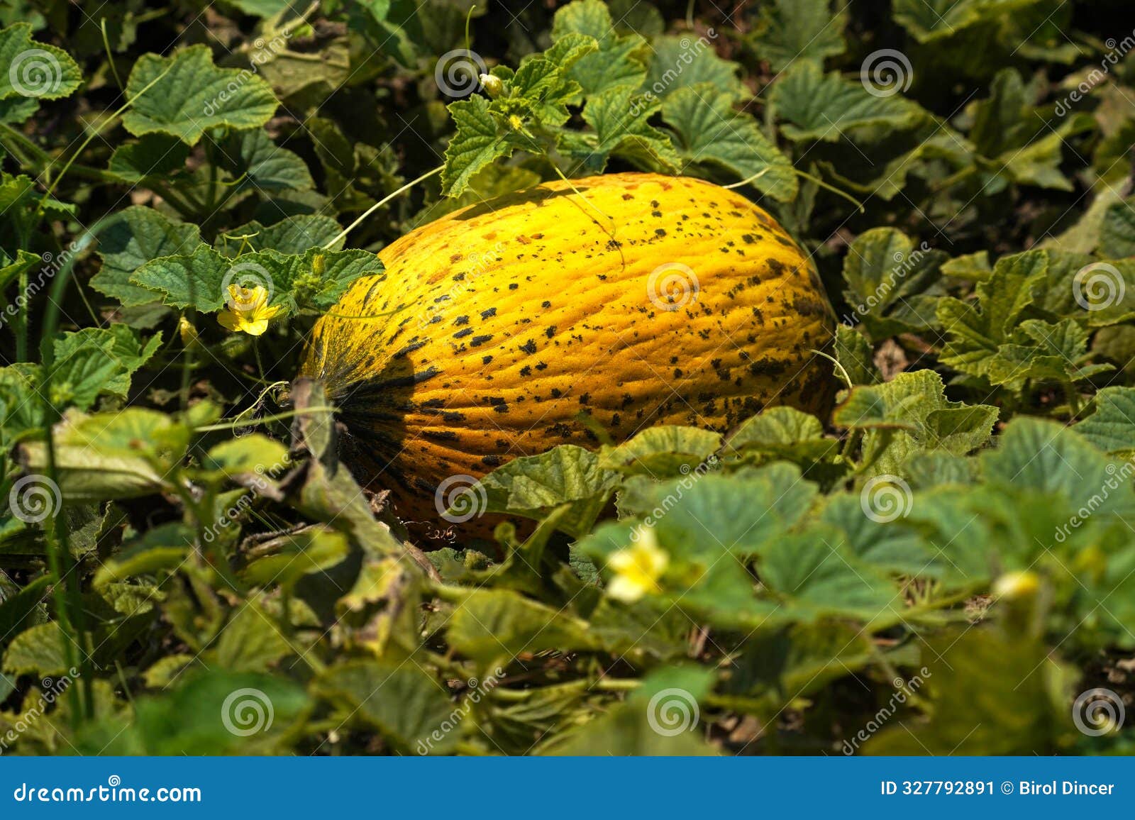 Melon on Green Grass in Field Stock Image - Image of shrub, animal ...