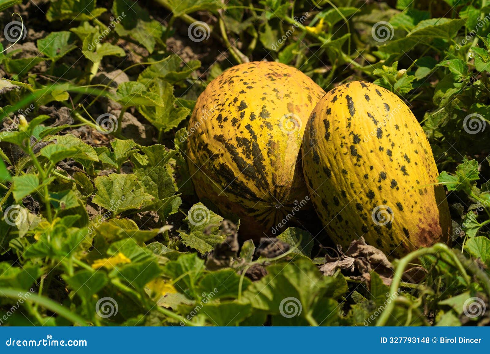 Melon on Green Grass in Field Stock Photo - Image of wildlife, gourd ...