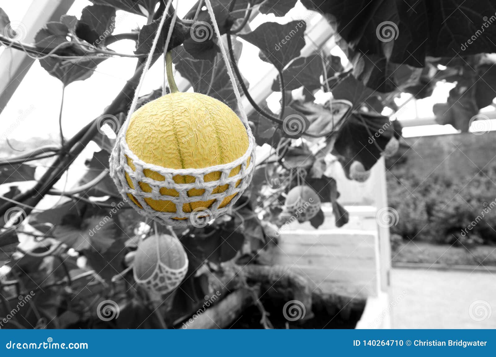 Melon Growing in a Greenhouse Hanging from a String Cradle Stock Photo ...