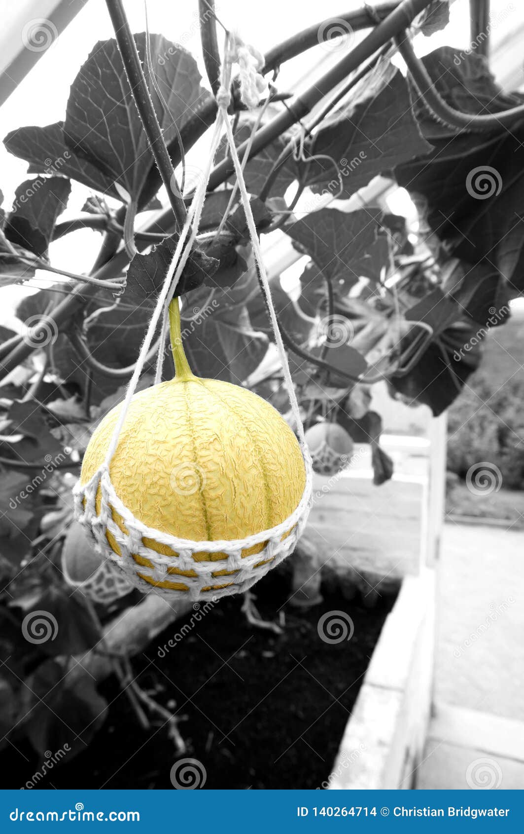 Melon Growing in a Greenhouse Hanging from a String Cradle Stock Photo ...