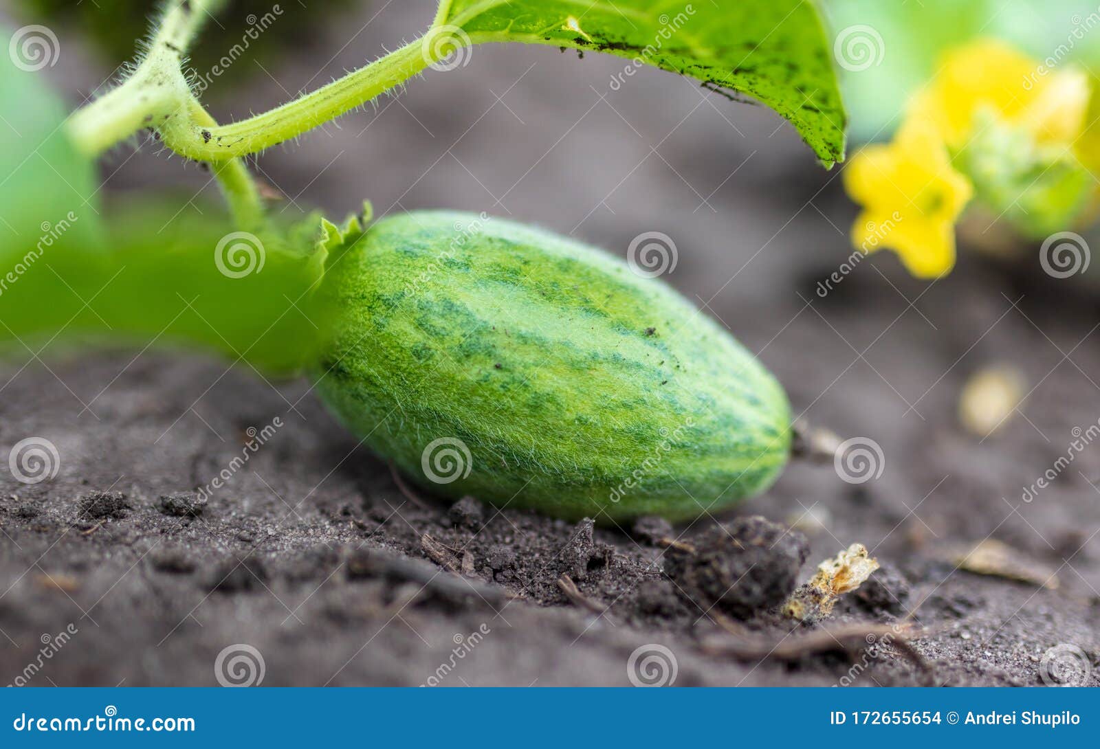 Melon grows on the ground stock photo. Image of diet - 172655654