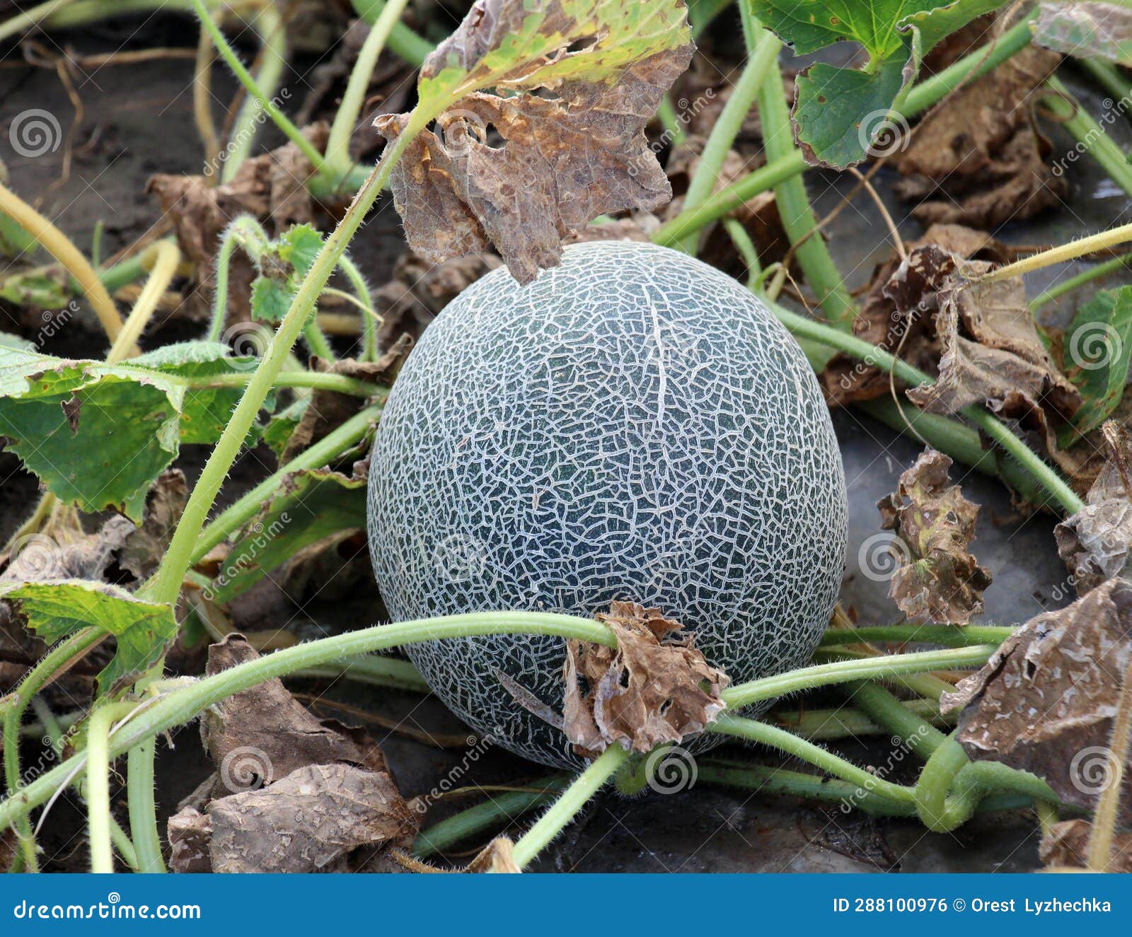 Melon Grows in Open Organic Soil Stock Photo - Image of ripe, fresh ...