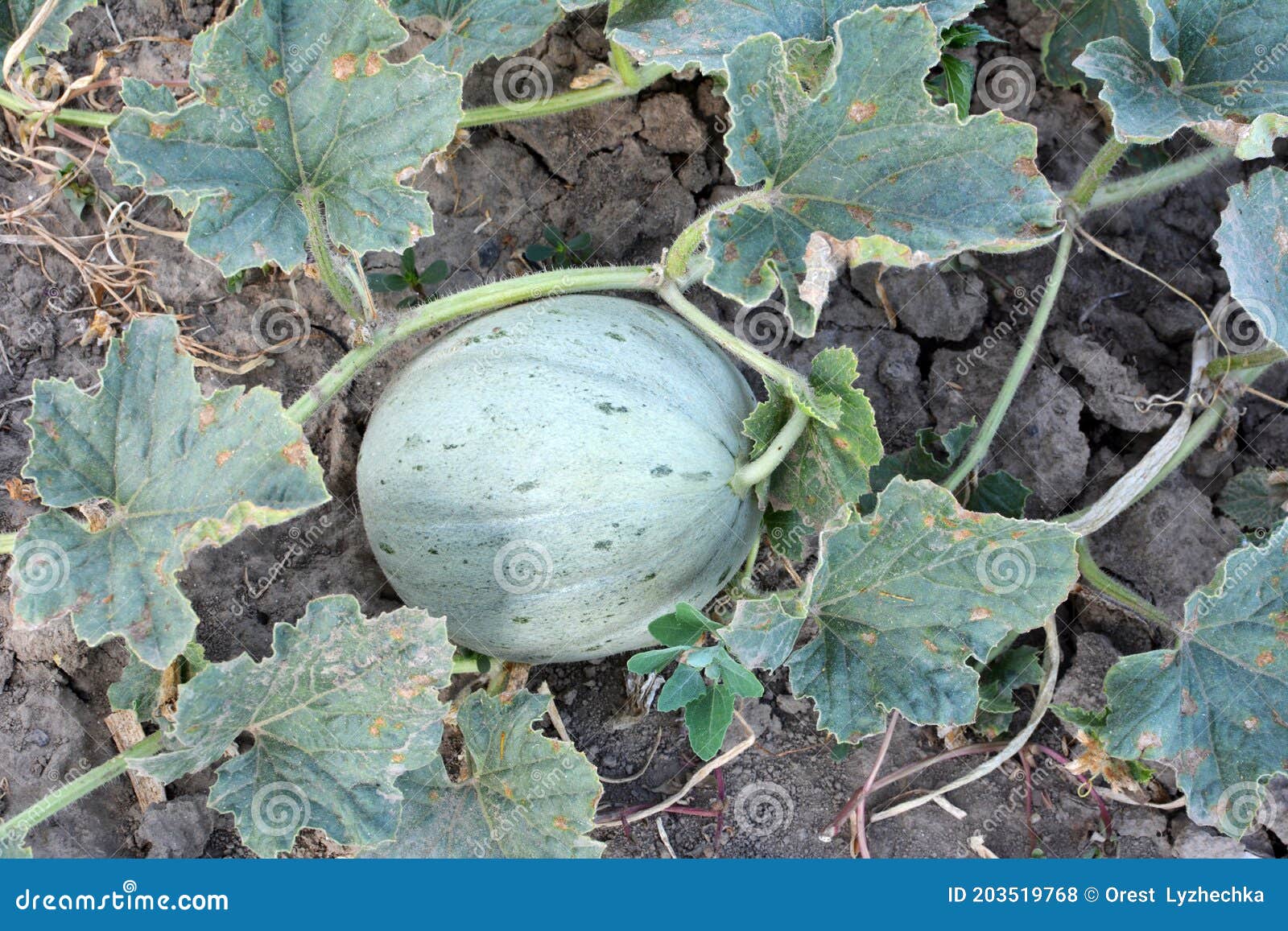 Melon Grows in Open Organic Soil Stock Photo - Image of growing, green ...