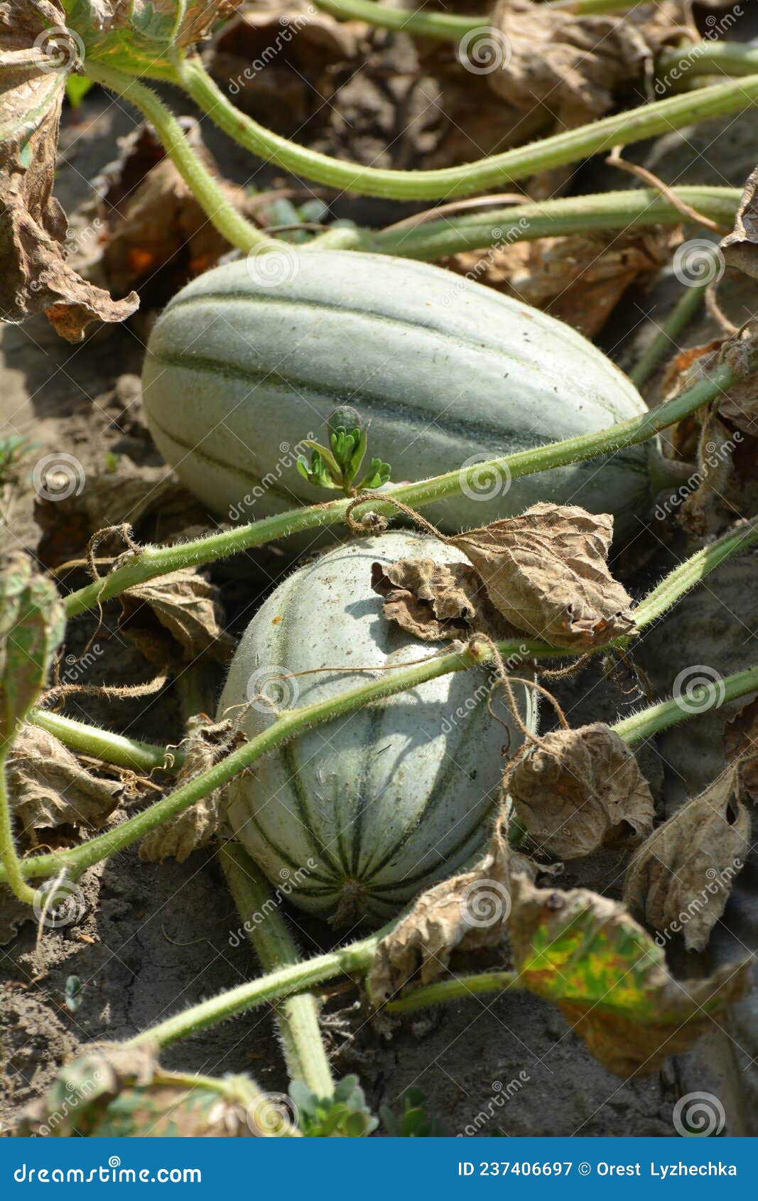 Melon Grows in Open Organic Soil Stock Image - Image of healthy, melons ...
