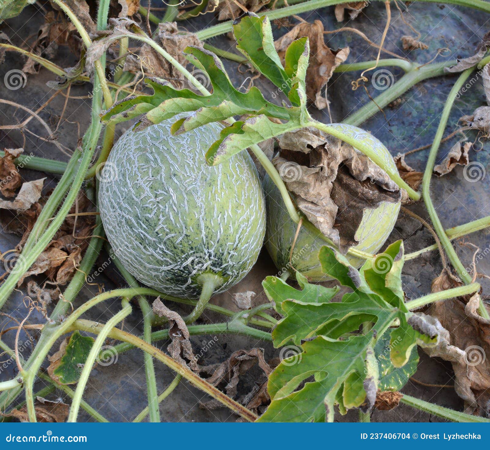 Melon Grows in Open Organic Soil Stock Photo - Image of dirt, dessert ...