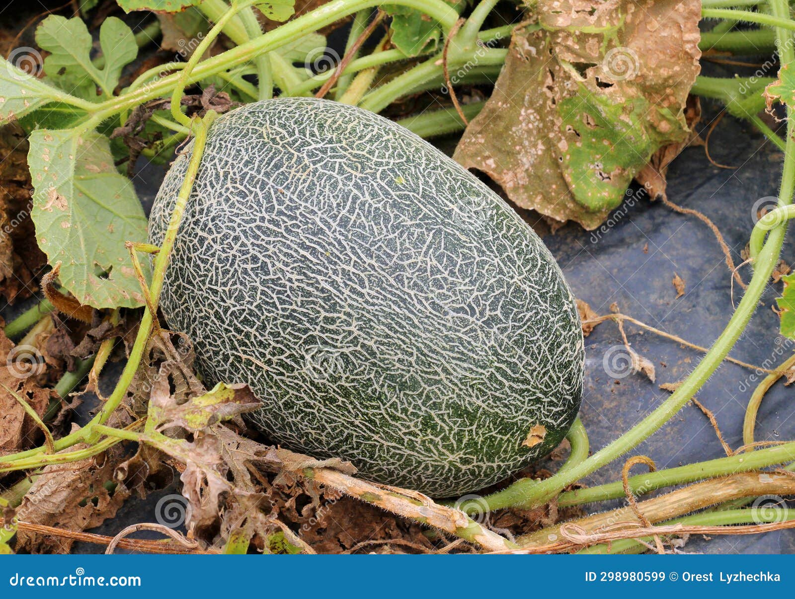 Melon Grows in Open Organic Soil Stock Image - Image of growing ...