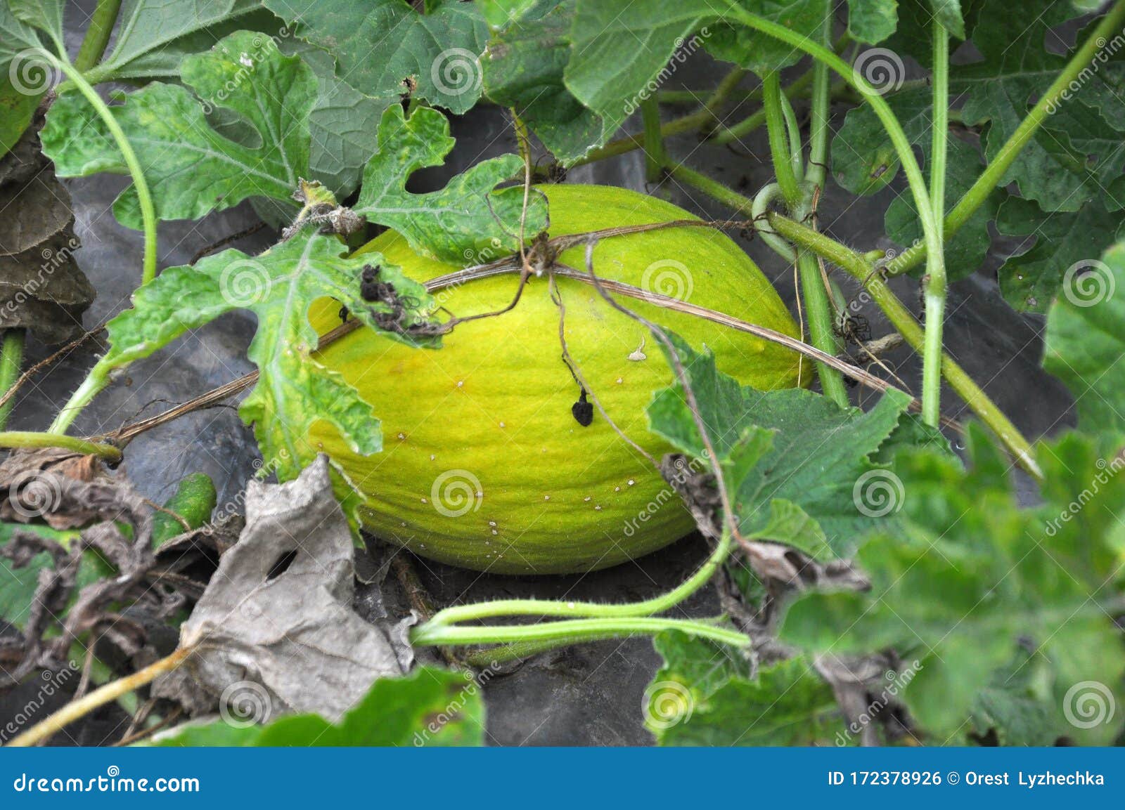 Melon Grows in Open Organic Soil Stock Photo - Image of fresh, natural ...