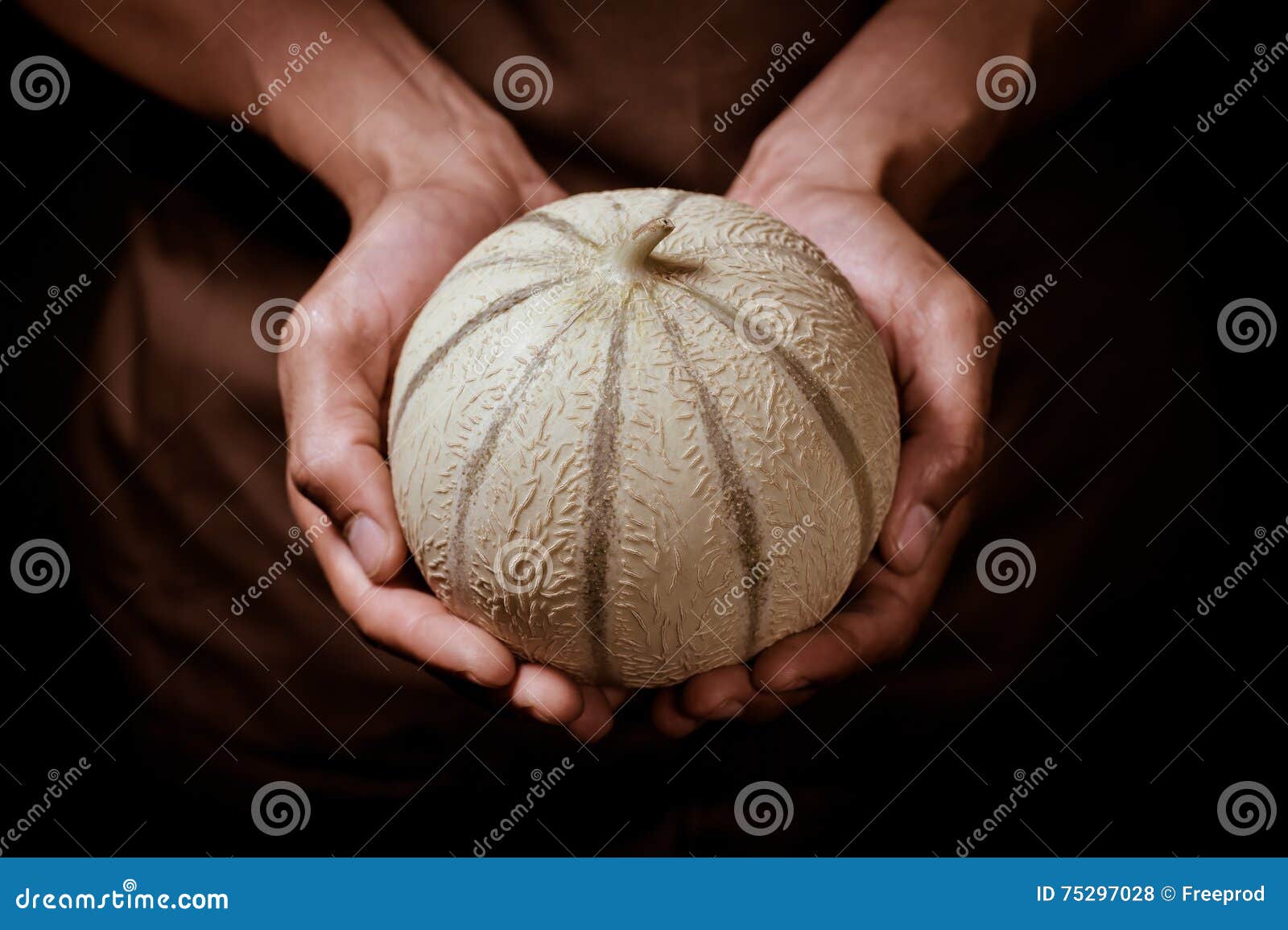 Melon In Hand, Cantaloupe Melons Growing In A Greenhouse Supported By ...