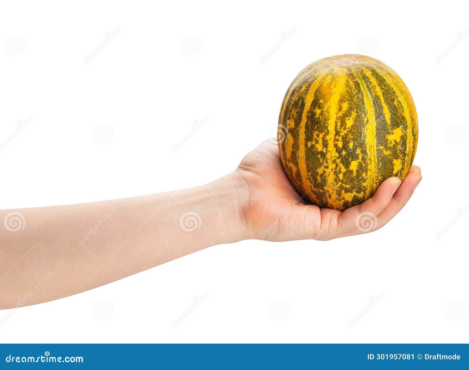 Melon In Hand, Cantaloupe Melons Growing In A Greenhouse Supported By ...
