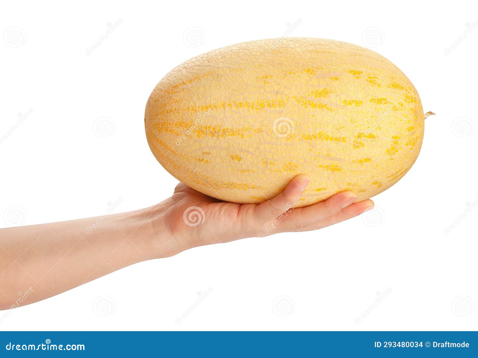 Melon In Hand, Cantaloupe Melons Growing In A Greenhouse Supported By ...