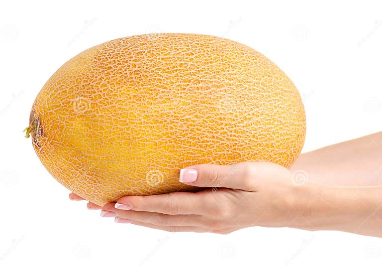 Melon in hand stock photo. Image of fruit, close, fingers - 120942640