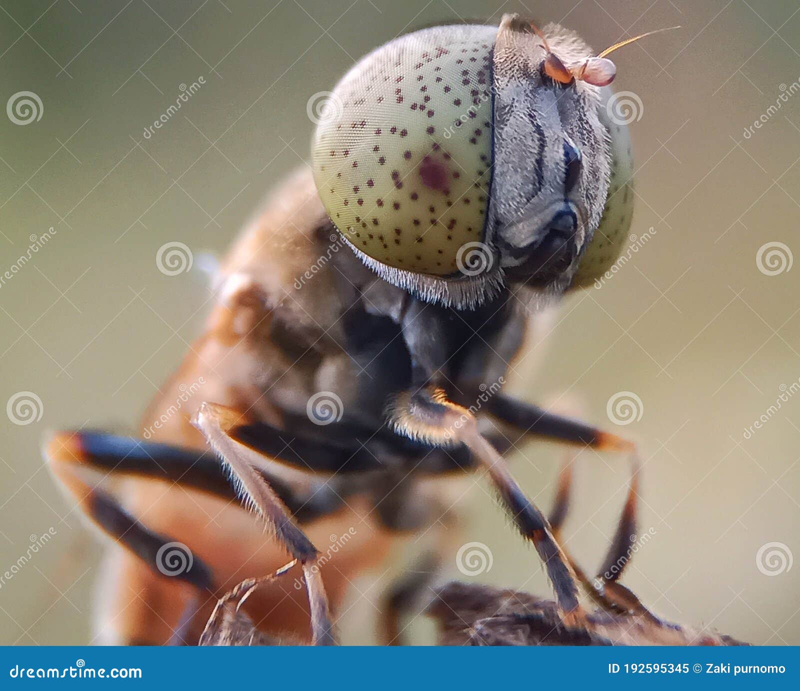 The Melon Head stock image. Image of animal, insect - 192595345