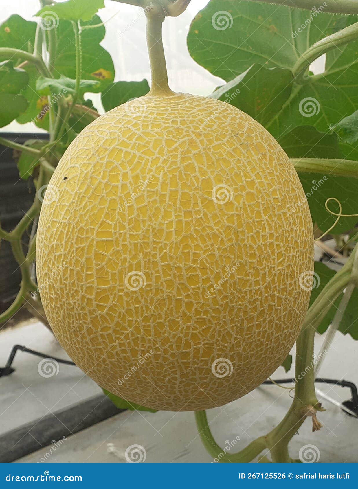 MELON 2 stock photo. Image of dish, branch, food, flower - 267125526