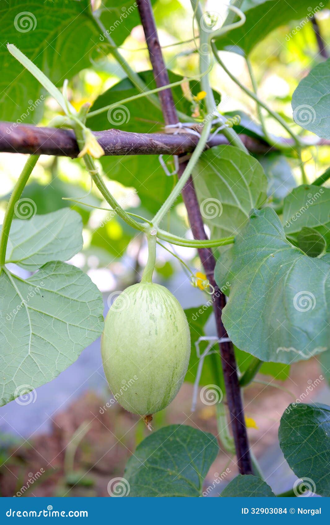 Melon stock photo. Image of nature, plant, sweet, soil - 32903084