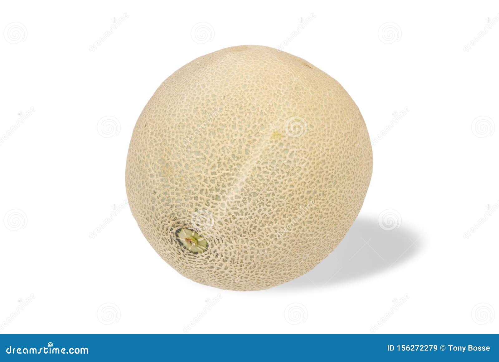Melon Isolated on White stock image. Image of vegetarian - 156272279
