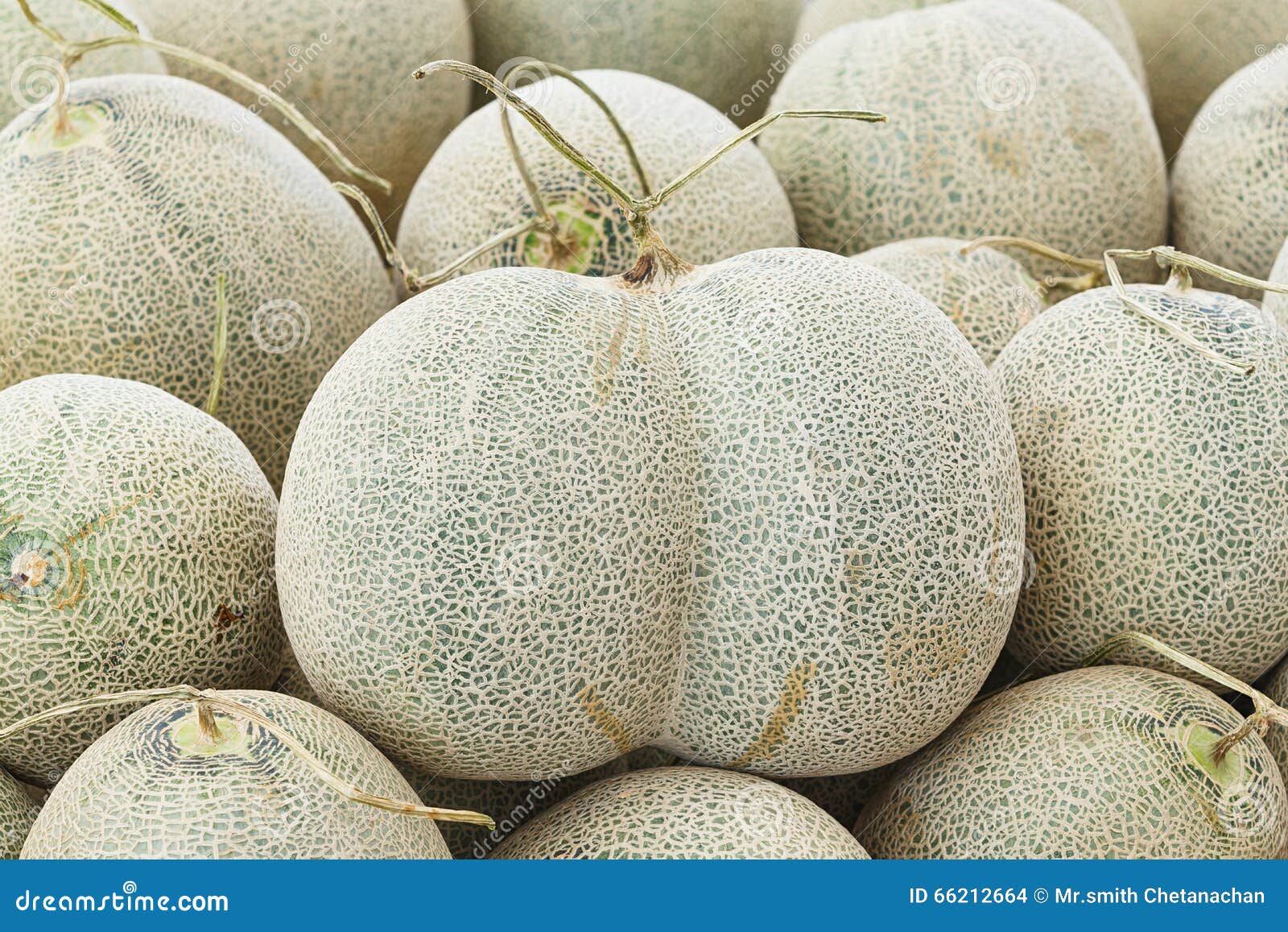 Melon Japonais Jumeau De Roche Photo stock - Image du nature, fond ...