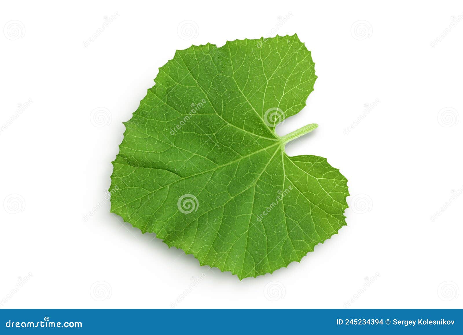 Melon Leaf`s Natural Texture, Looks Branched With Visible Fibers Stock ...