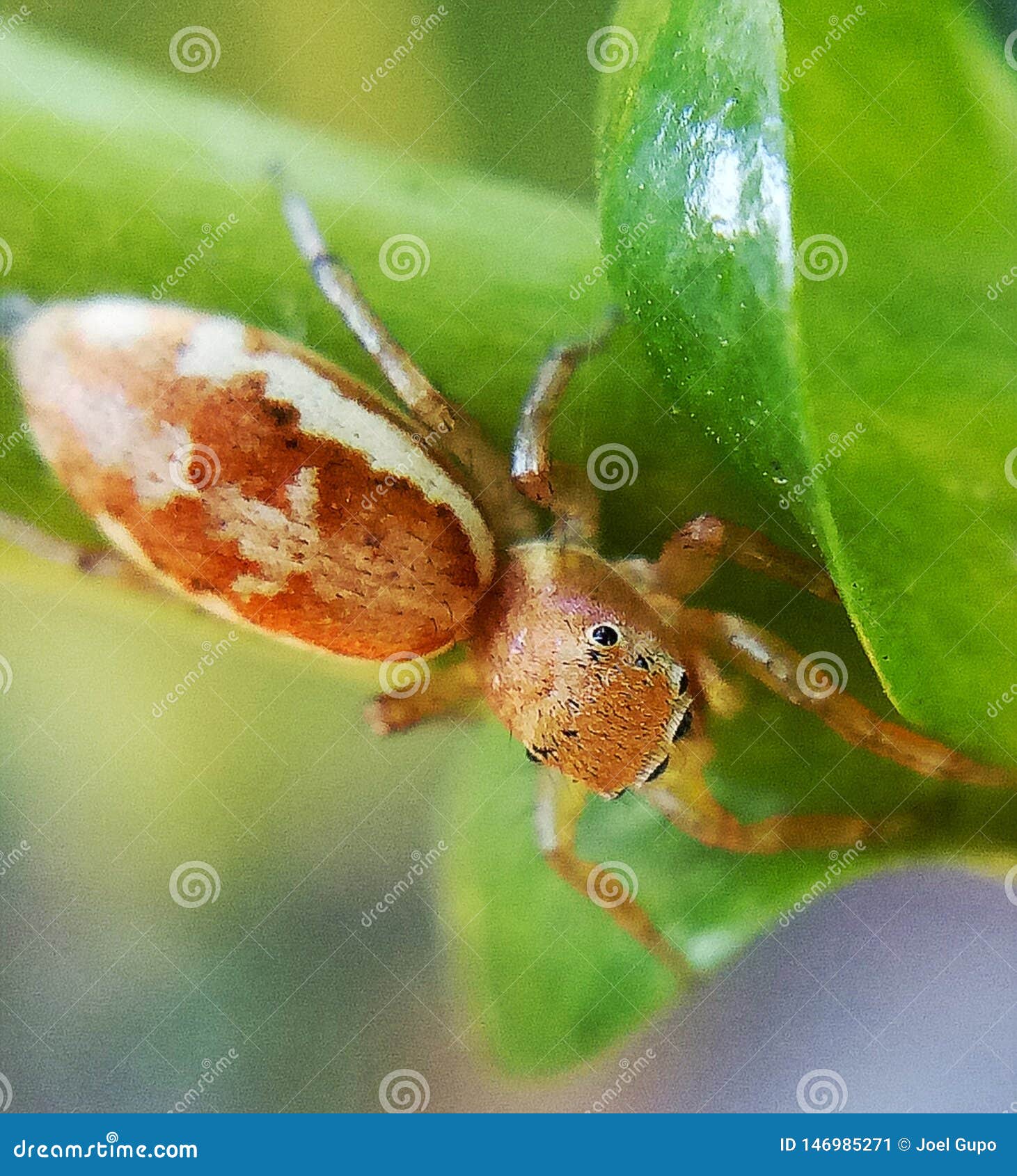 Melon like jumping spider stock image. Image of arachnid - 146985271