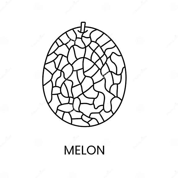 Melon Line Icon in Vector, Fruit Illustration Stock Vector ...